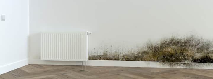 Mold Removal & Remediation Services Near Me In Stuart, FL